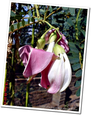 Klasifikasi, Resep Herbal dan Foto Kembang Turi Merah